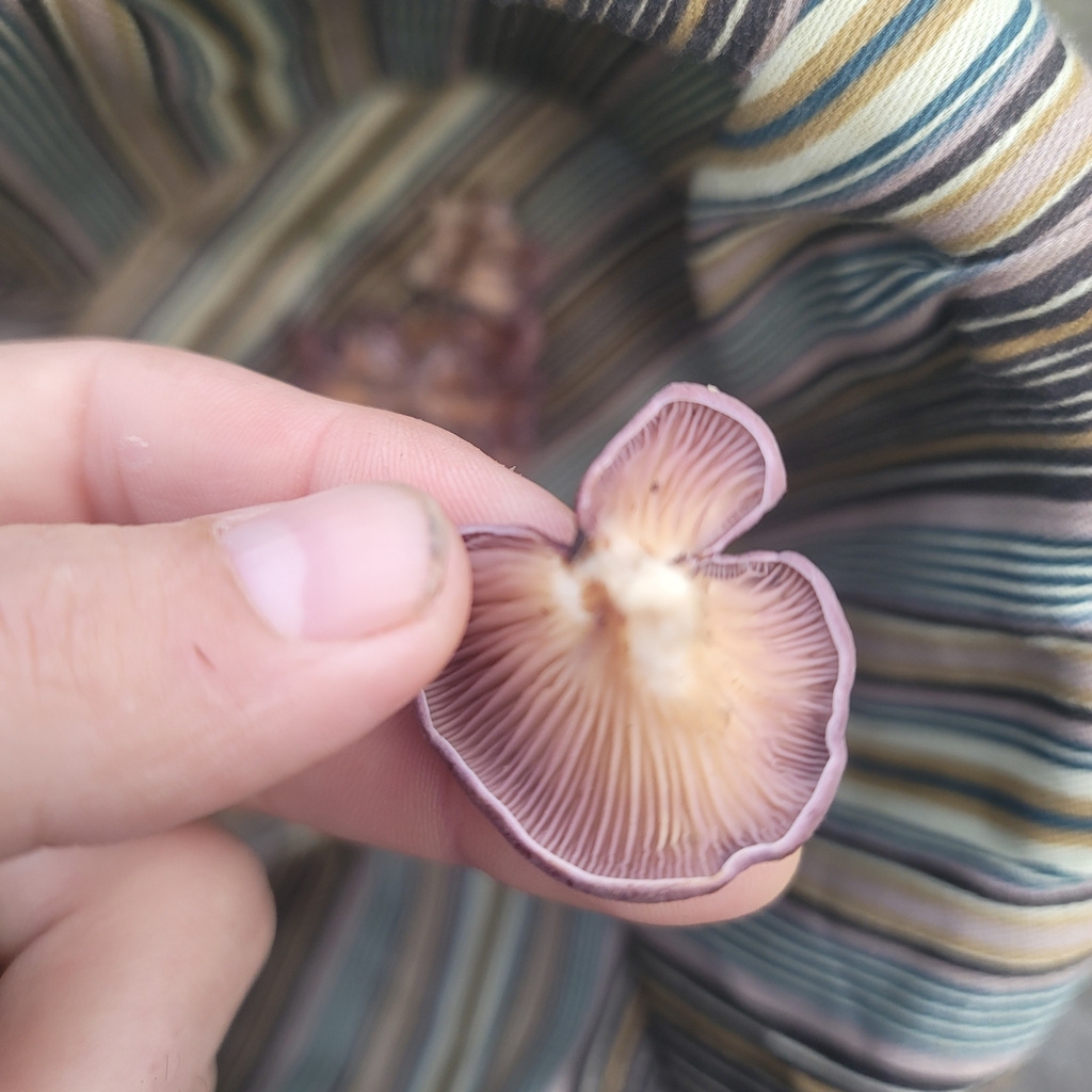 Lilac oysterling from Etna, PA 15223, USA on May 7, 2024 at 07:03 AM by ...
