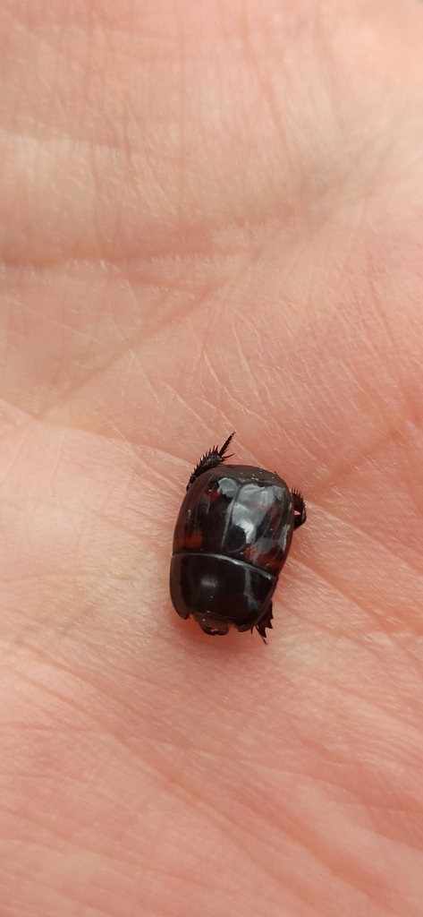 Hister quadrimaculatus from Abalessa, Algerien on May 7, 2024 at 01:04 ...