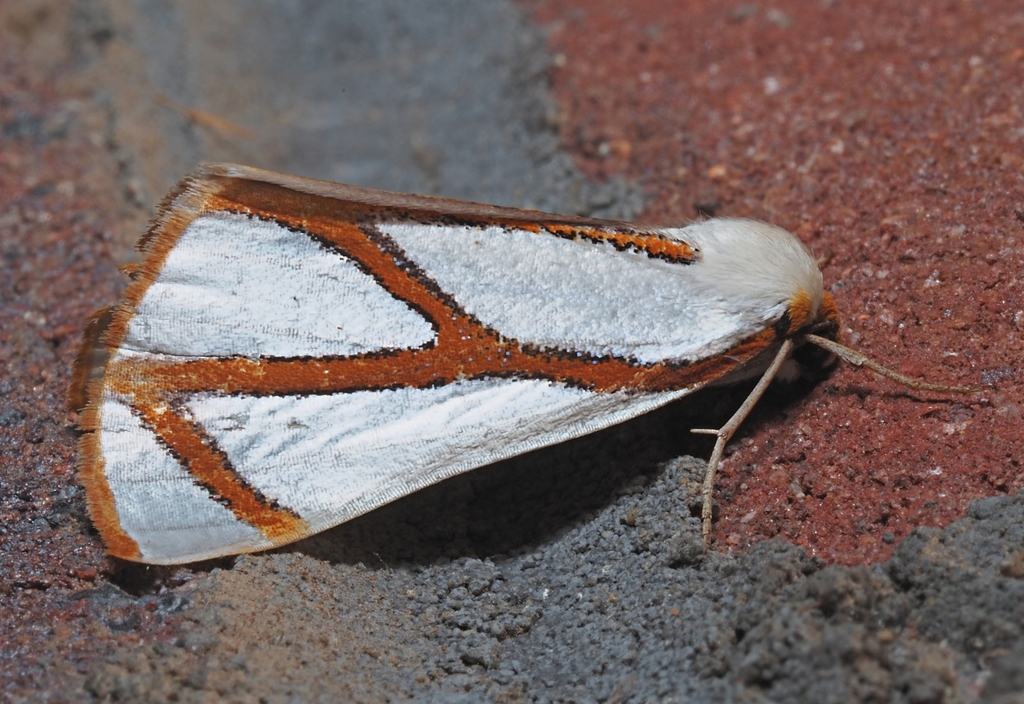 Angled Satin Moth from Kalamunda WA, Australia on May 5, 2024 at 09:14 ...