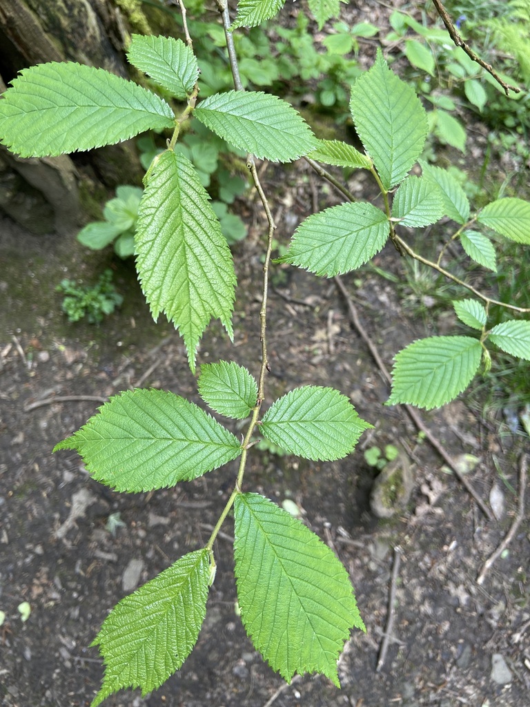 Wych Elm from Prestwich Forest Park, Manchester, England, GB on May 7 ...