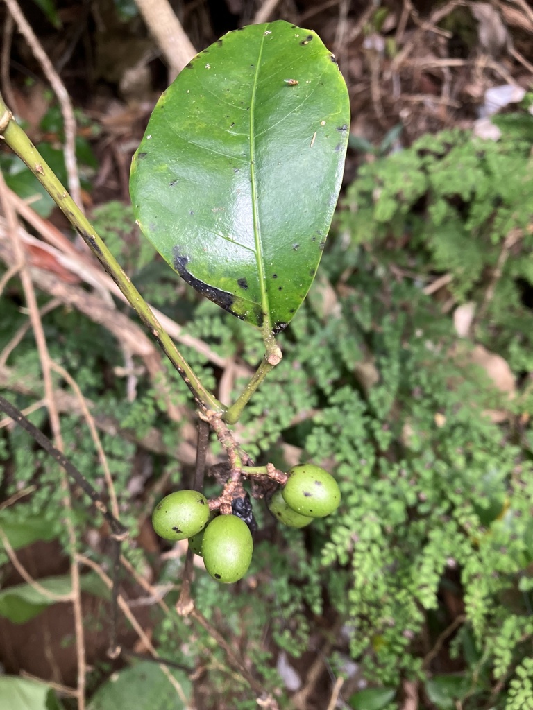 Native Grape from Ravensbourne National Park, Ravensbourne, QLD, AU on ...