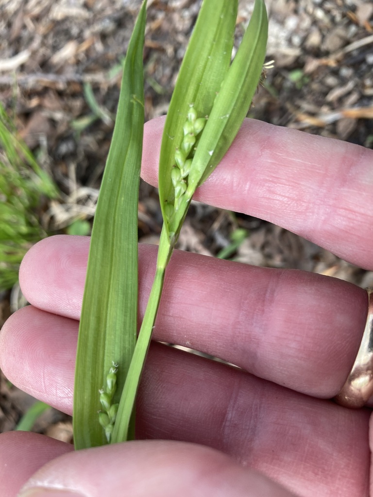 White Bear Sedge from Harwich, Chatham-Kent, ON, Canada on May 6, 2024 ...
