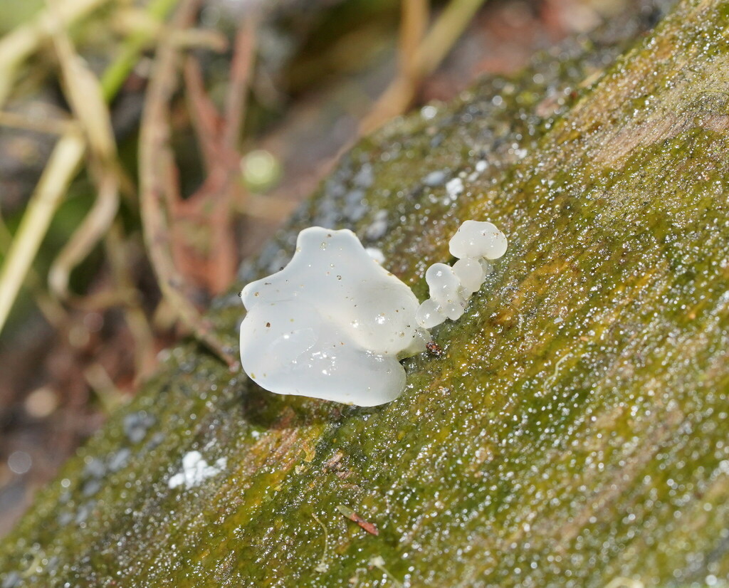 snow fungus from Toolangi VIC 3777, Australia on May 6, 2024 at 01:03 ...