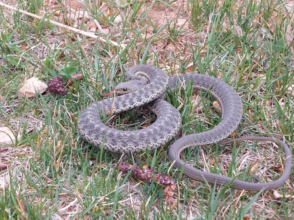 Wandering Garter Snake from Laramie, WY, USA on May 6, 2024 at 03:52 PM ...