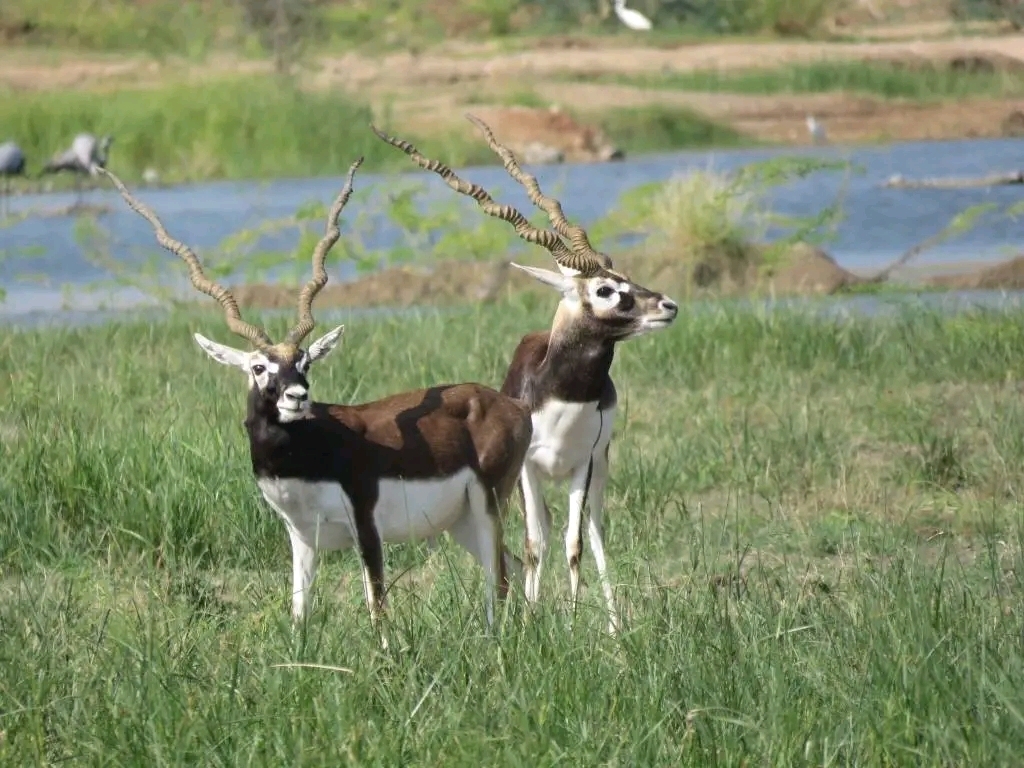 Blackbuck from Olvi, Rajasthan 342605, India on September 07, 2022 at ...