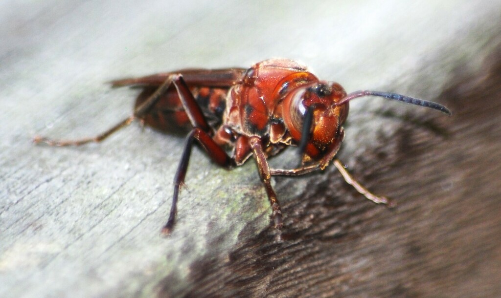Hornets, Paper Wasps, Potter Wasps, and Allies from Wulai District, New ...
