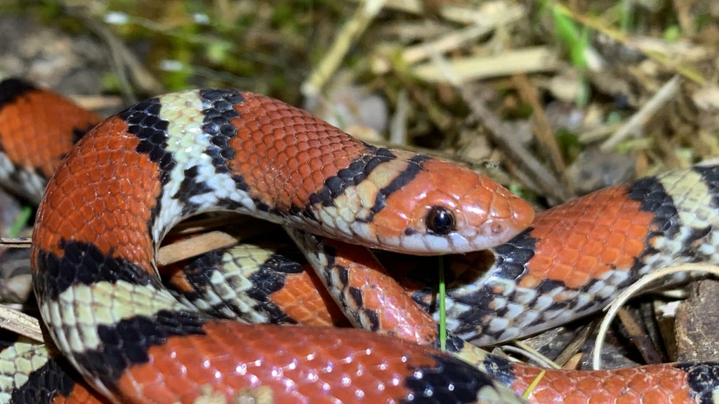 Northern Scarletsnake from Sumter National Forest, Modoc, SC, US on ...