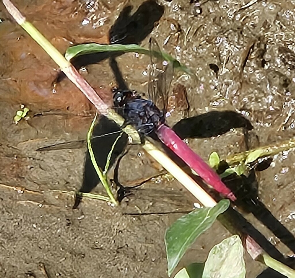 Common Red Skimmer from 台灣臺北 on May 7, 2024 at 08:48 AM by 胡正恆(Jackson ...