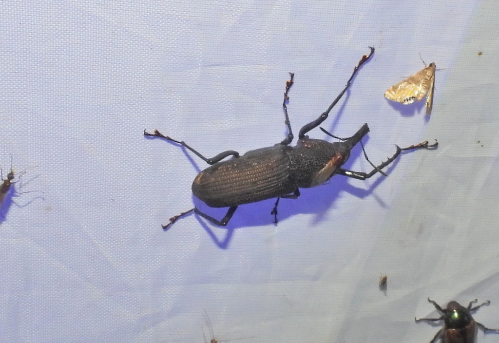 Bearded Weevil from Puntarenas Province, Osa, Costa Rica on April 21 ...