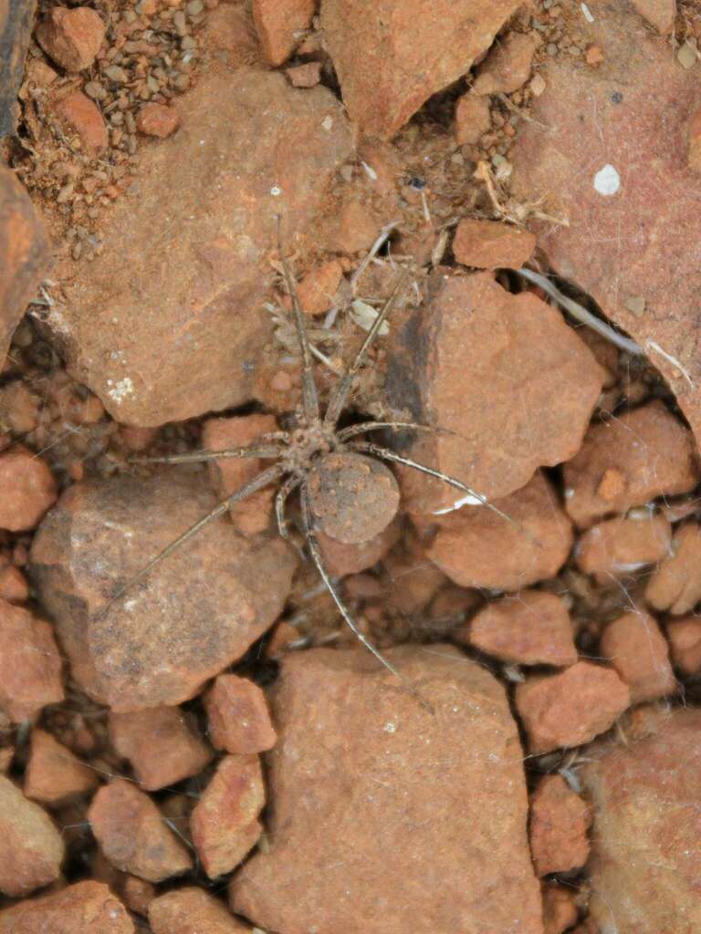 Long-spinneret Ground Spiders from Farm Kyffhäuser, Maltahöhe District ...