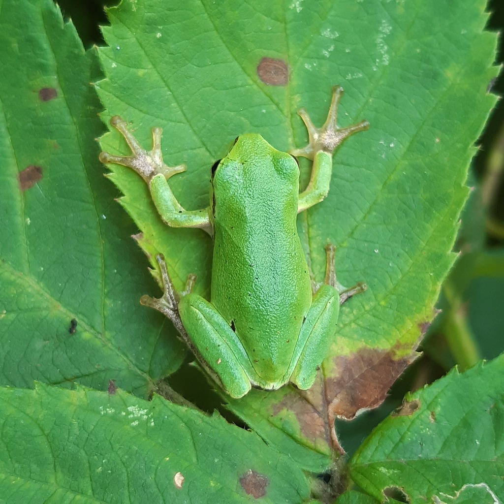 Italian Tree Frog in July 2023 by lilioceris73 · iNaturalist