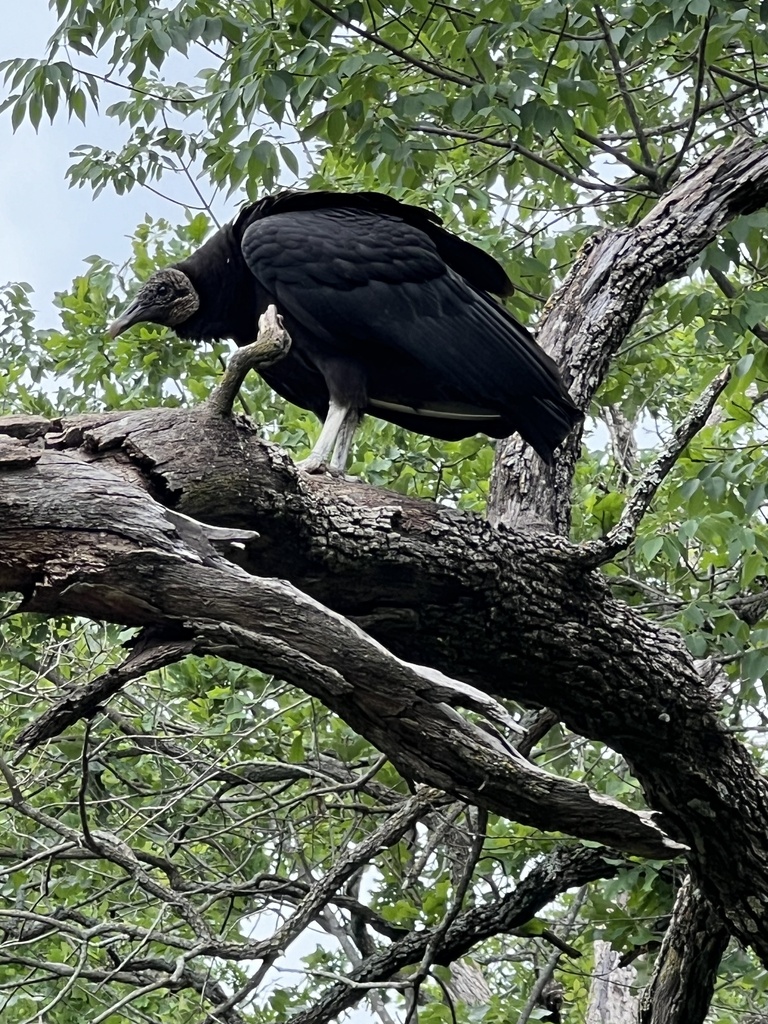 Black Vulture from Hidden Hills Rd, Hickory Creek, TX, US on April 24 ...