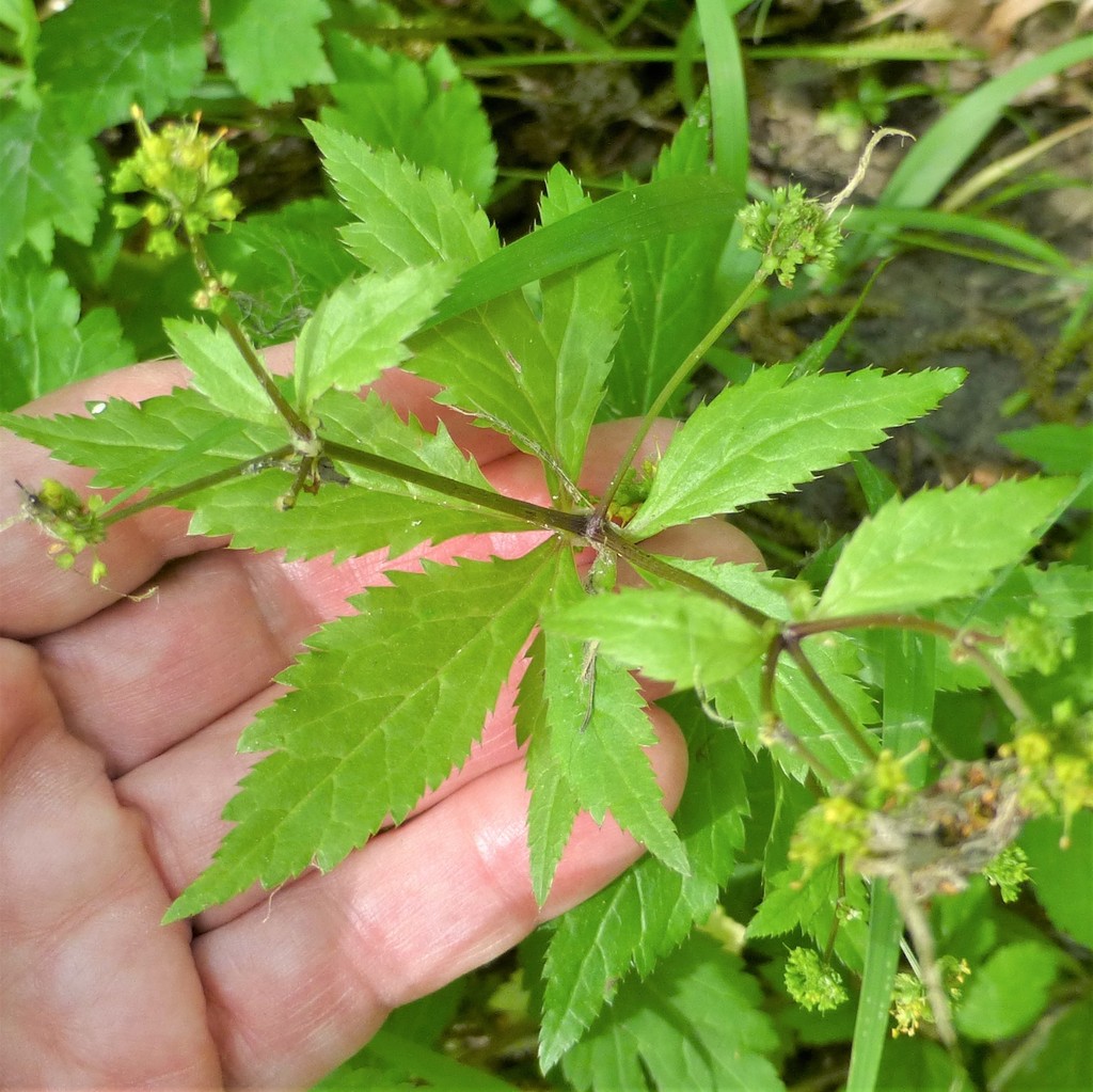 Clustered Sanicle from Garland, TX, USA on April 29, 2019 at 10:40 AM ...