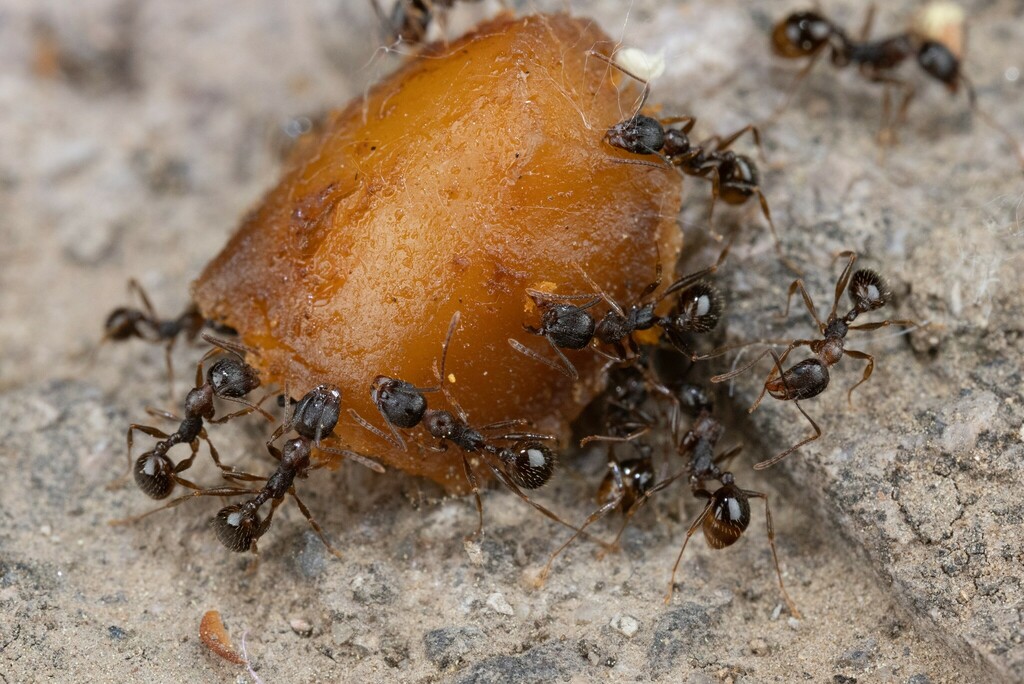 Collared Ants from 中国北京市海淀区 on May 2, 2024 at 06:05 PM by Yishen ...
