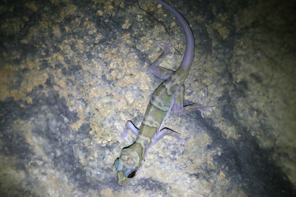Saraburi Bent-toed Gecko in May 2024 by Niran Anurakpongsathorn. This ...