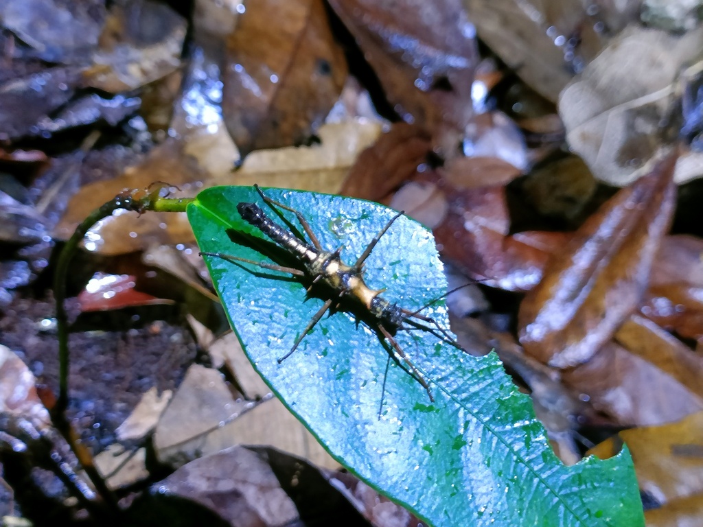 Touch-Me-Not Stick Insect from 馬來西亞砂拉越古晉 on April 28, 2024 at 07:16 PM ...