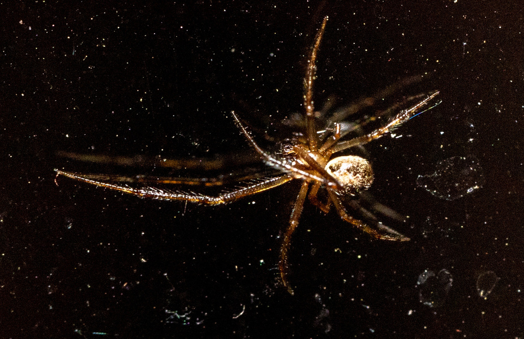Typical Cobweb Spiders from Centerville, OH, USA on May 5, 2024 at 10: ...
