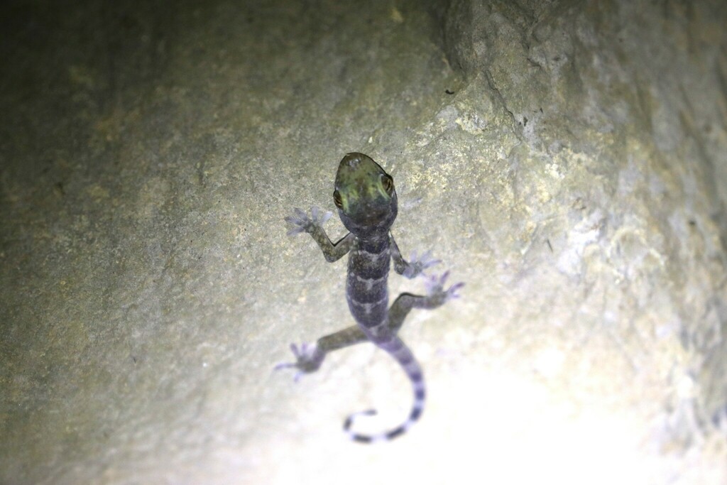 Lauhachinda's Cave Gecko in May 2024 by Niran Anurakpongsathorn. This ...