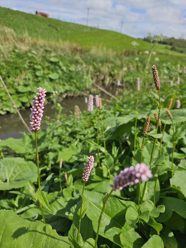 common bistort from Oldham OL1, UK on May 7, 2024 at 12:22 PM by ...