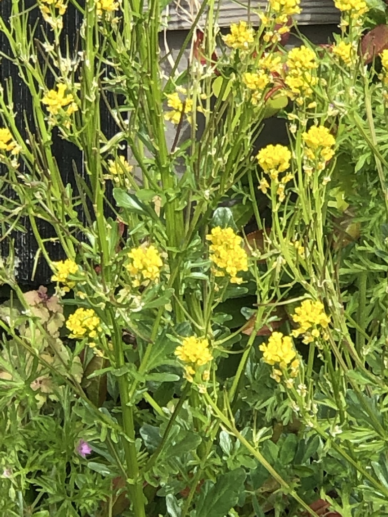American yellowrocket from 3517 Doncaster Dr, Victoria, BC, CA on May ...