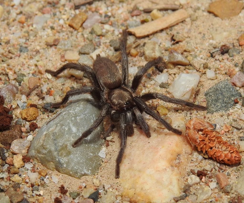 Ischnocolus valentinus from Córdoba, Andalucía, Spain on April 30, 2024 ...