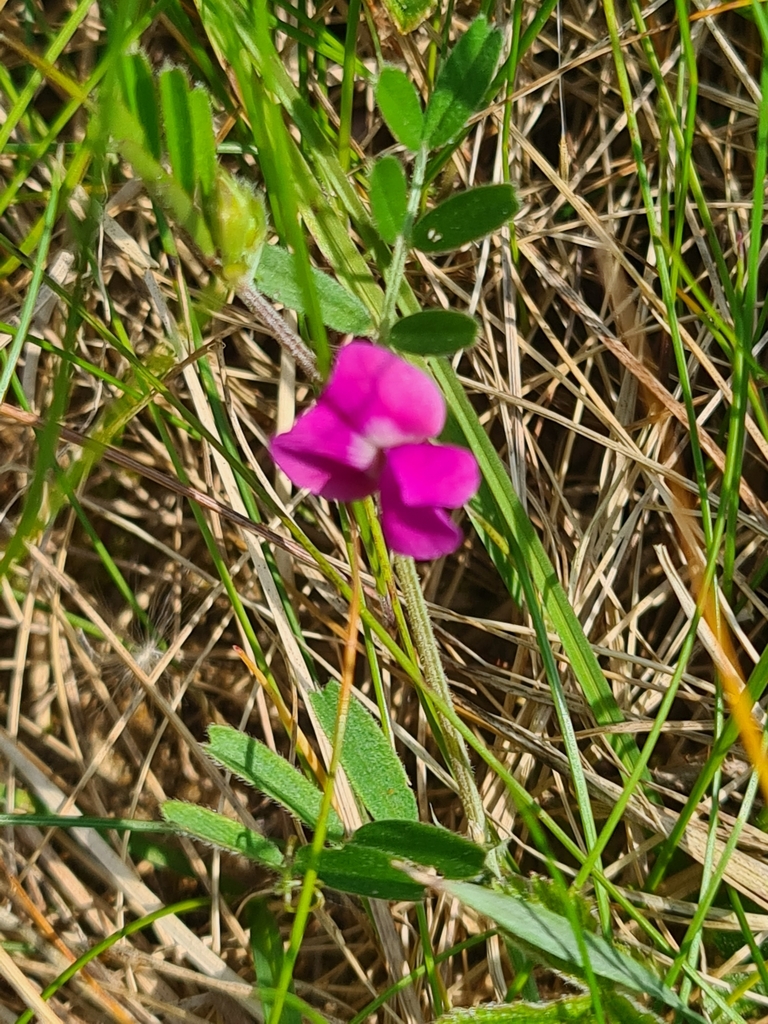 Common Vetch from Merseyside, England, GB on May 7, 2024 at 03:08 PM by ...