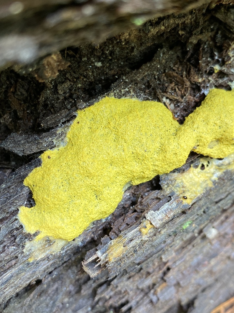 Dog Vomit Slime Mold in May 2024 by Jim Oehmke · iNaturalist