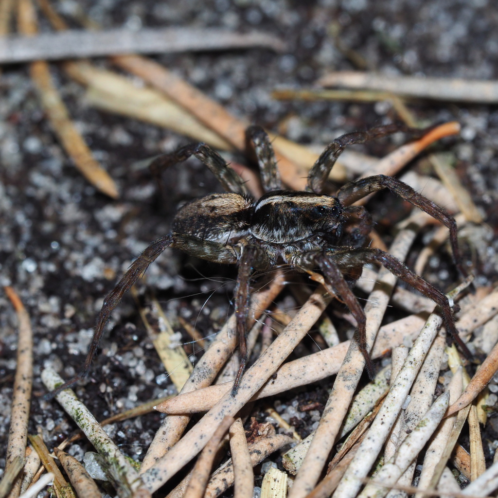 Venatrix pullastra from Cloverdale WA 6105, Australia on May 7, 2024 at ...