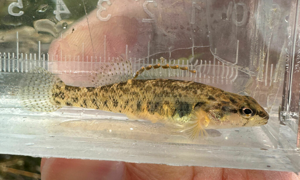 Stripetail Darter from Sevierville, TN, USA on April 27, 2024 at 03:31 ...