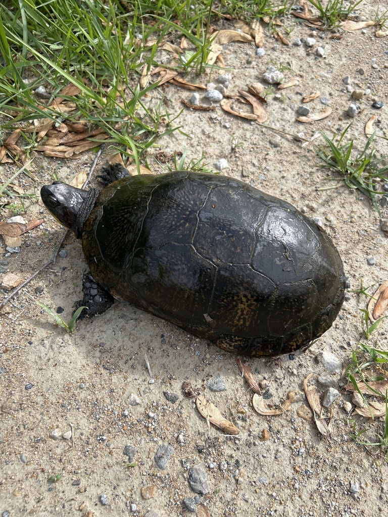 Blanding's Turtle in May 2024 by hillyerag · iNaturalist