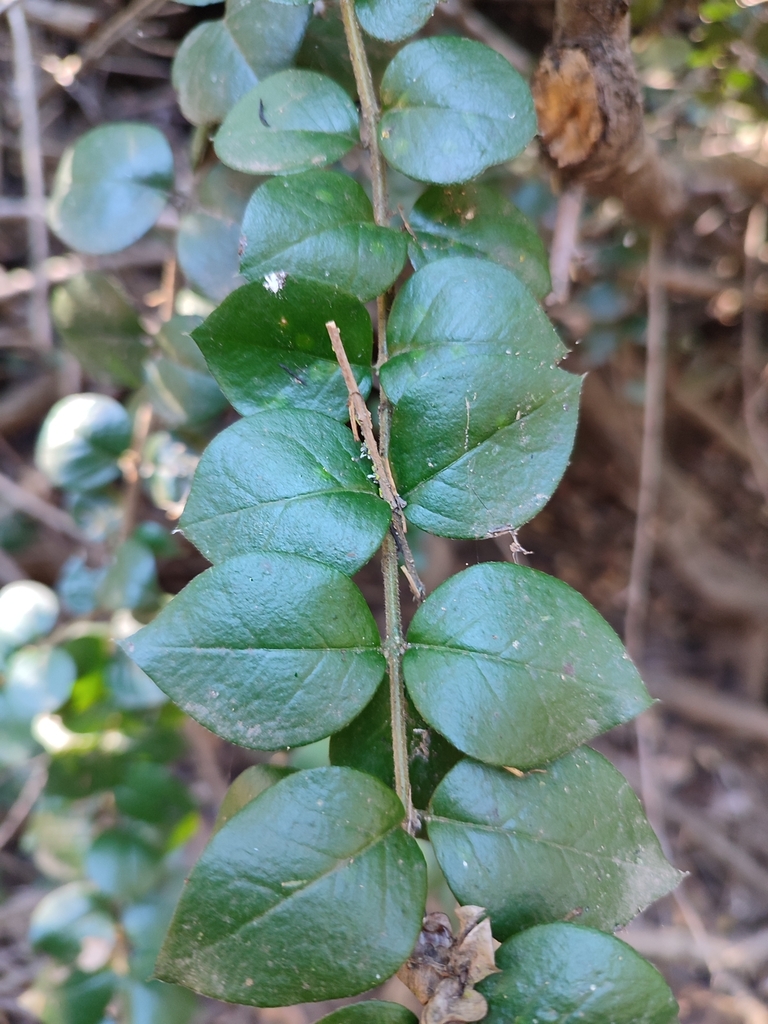 Prickly myrtle from Valparaíso, CL-VS, CL on May 4, 2024 at 12:06 PM by ...