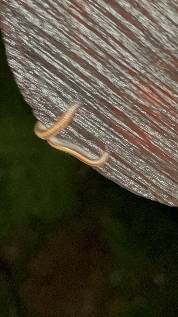 Worm-like Millipedes in May 2024 by Alex Pintsen JIN · iNaturalist
