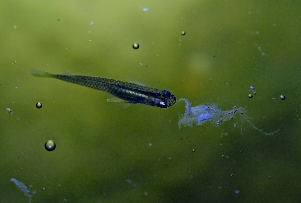 Chinese rice fish from 中国江苏省南京市江宁区 on May 6, 2024 at 08:59 PM by 八重垣えりか ...