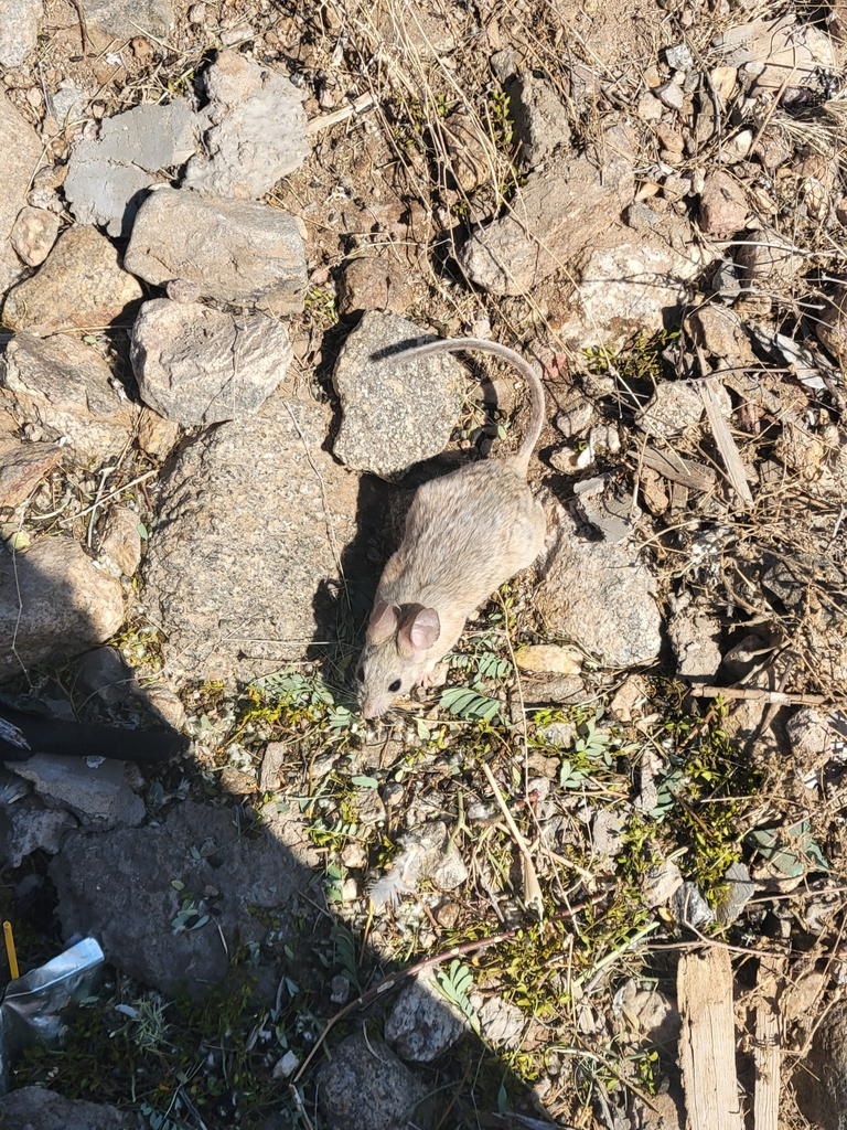 Desert Woodrat from 21617 Baja California, Mexico on May 4, 2024 at 08: ...
