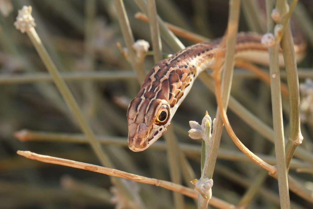 Cape Sand Snake from Hardap Region, Namibia on December 20, 2023 at 08: ...