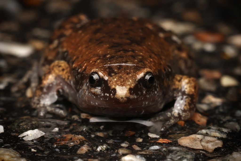 Eastern Narrow-mouthed Toad in May 2024 by Matt Felperin · iNaturalist
