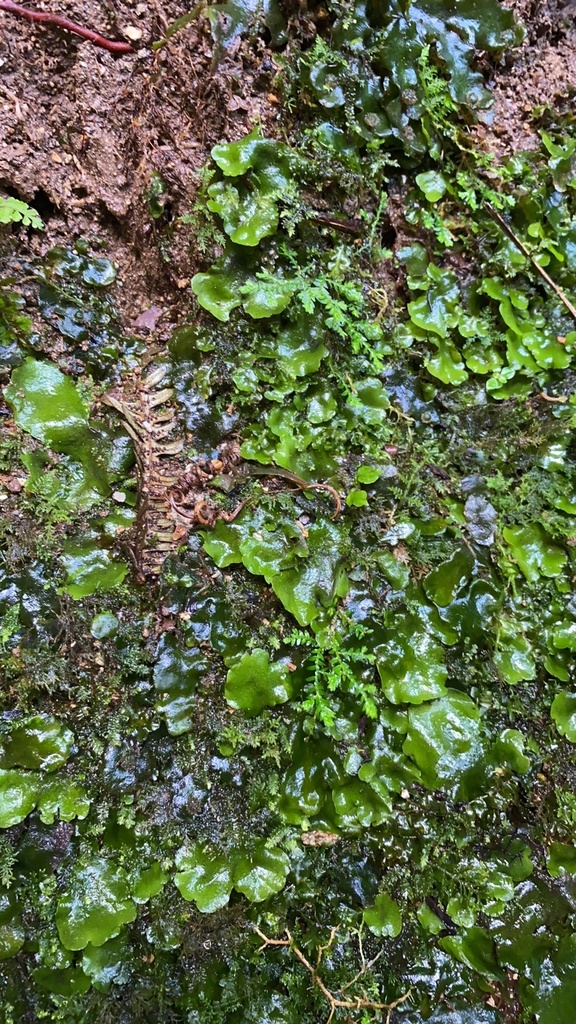 Monoclea forsteri from Cuetzalan, Pue., MX on December 2, 2023 at 10:33 ...