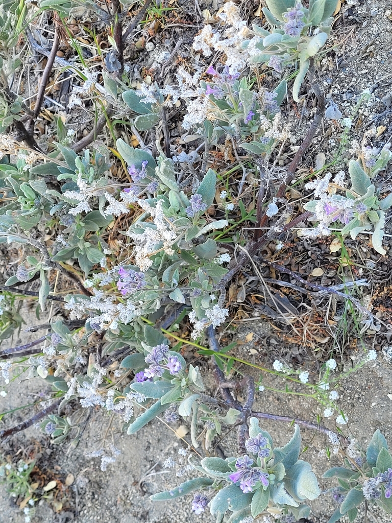 Thick-leaved Yerba Santa from Whitewater, CA 92282, USA on May 6, 2024 ...