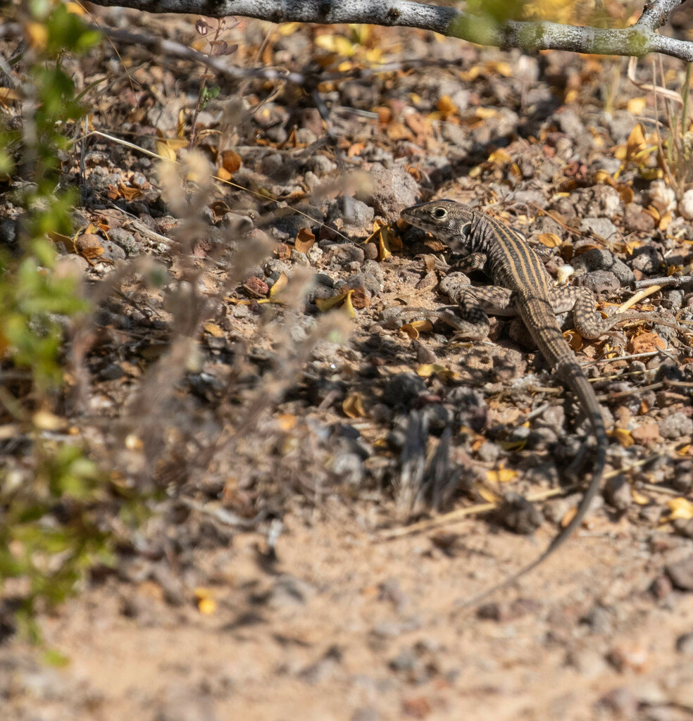Western Whiptail from Pima County, AZ, USA on April 28, 2024 at 08:21 ...