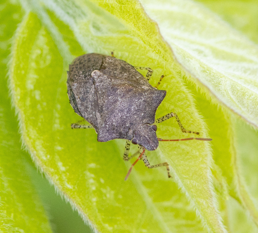Dusky Stink Bug from Five Oaks, Dayton, OH, USA on May 6, 2024 at 11:32 ...