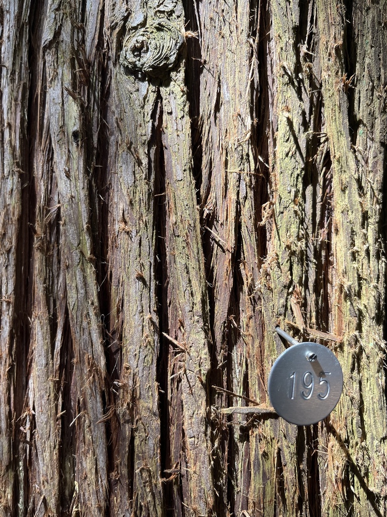 western redcedar from Point Defiance Park, Tacoma, WA, US on May 6 ...