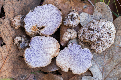 Cazia flexiascus · iNaturalist
