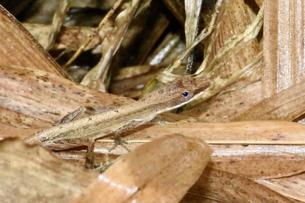 Santiago Grass Anole in May 2024 by Alexis Felipe · iNaturalist