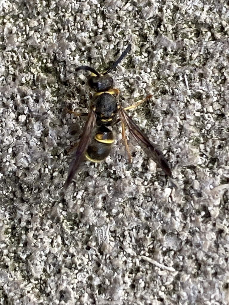 Smiling Mason Wasp from Ten Mile St, Clarksville, PA, US on May 7, 2024 ...