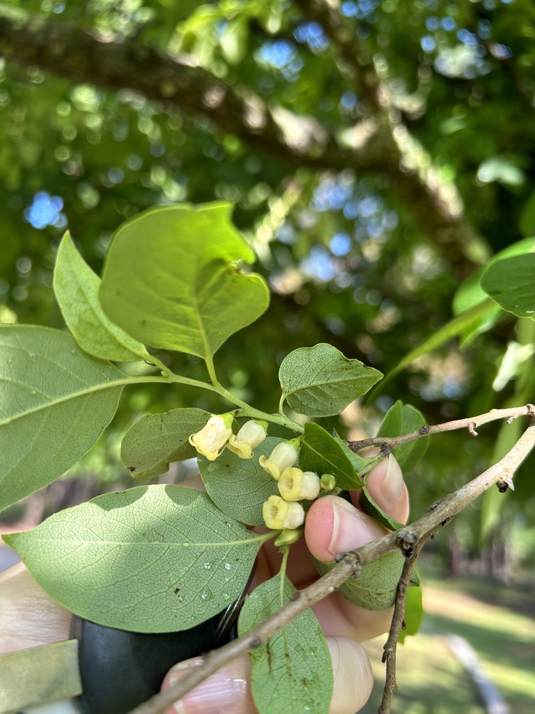 American persimmon from Congaree National Park, Hopkins, SC, US on May ...