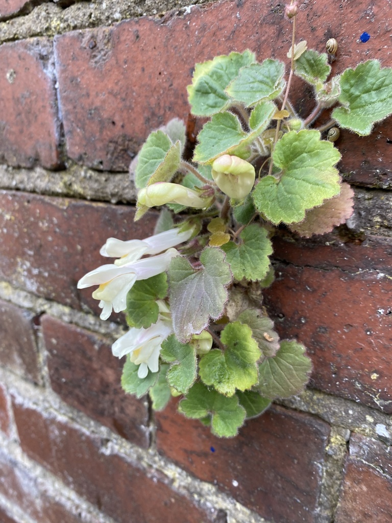 Trailing Snapdragon from Belle Vue Ter, York, England, GB on 06 May ...
