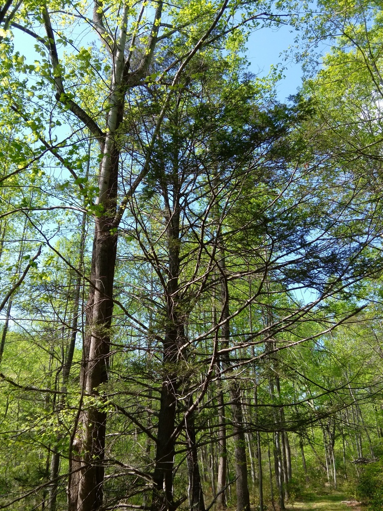 eastern hemlock from Prince William County, VA, USA on April 28, 2019 ...