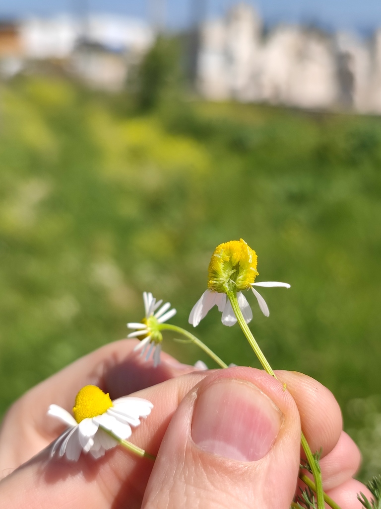 German Chamomile from Pamukkale - Denizli, Denizli, Turkey on April 10 ...