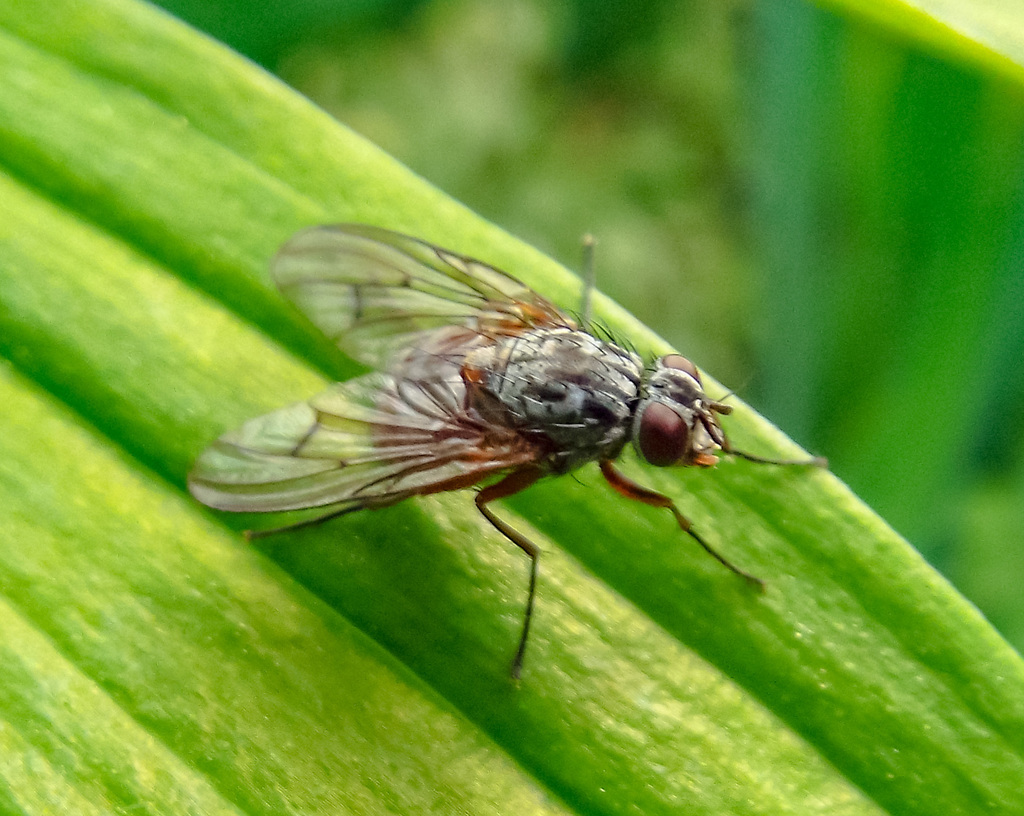 Phaonia subventa from Birmingham, UK on May 7, 2024 at 06:00 PM by ...
