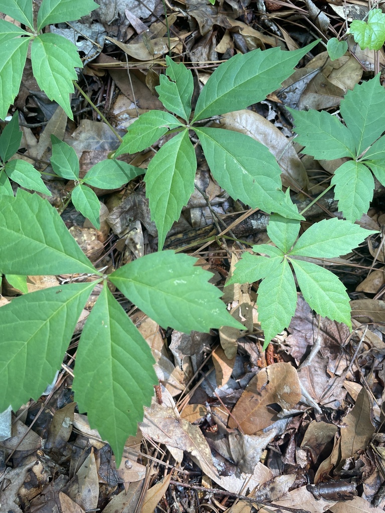 Virginia creeper from Prince Alston Cove, Florence, SC, US on May 7 ...